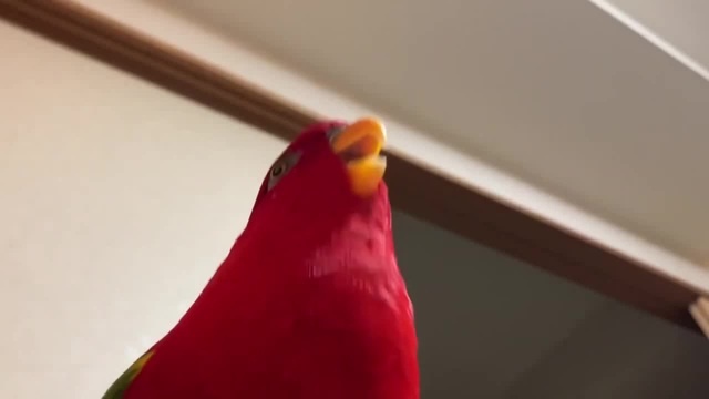 Red bird meme but it's Majima - Coub