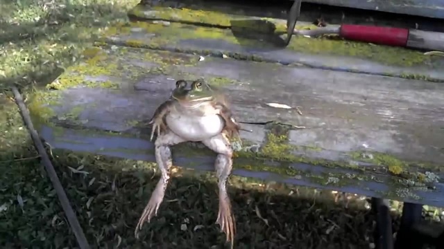 Преисполняется в своём сознании Frog relaxing - Coub