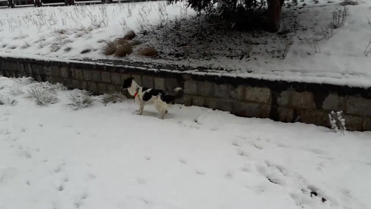 Puppy enjoying her first snow - Coub