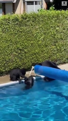 Bear and cubs cool off in backyard pool - Coub