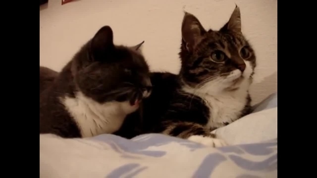 Bad boys cats - Coub