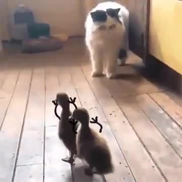 The Walking Ducks - Coub