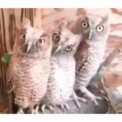 Basic Instinct - Detective Interview - Coub