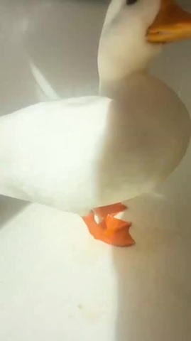 That one duck edit @callduckofficial - Coub