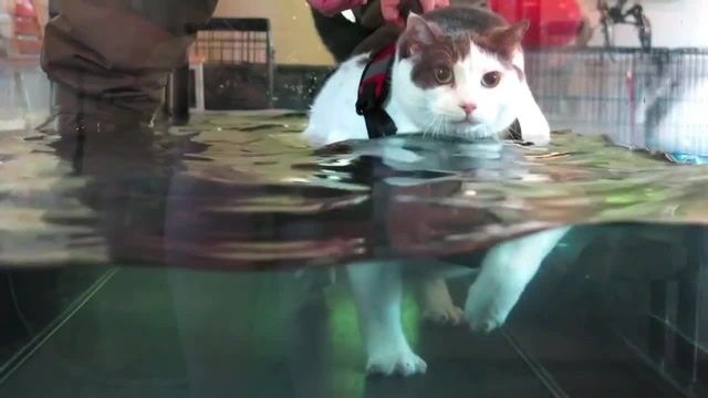 Staying Alive - Coub