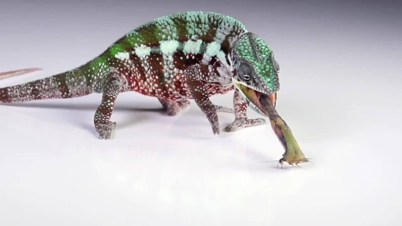 Festo – FlexShapeGripper (English) - Coub