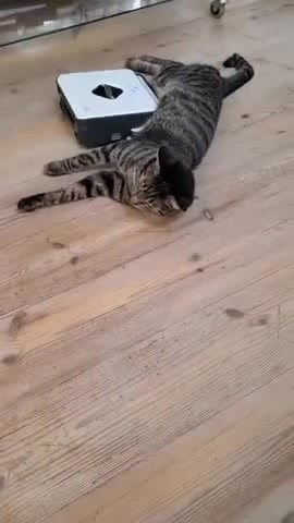 You spin my cat - Coub