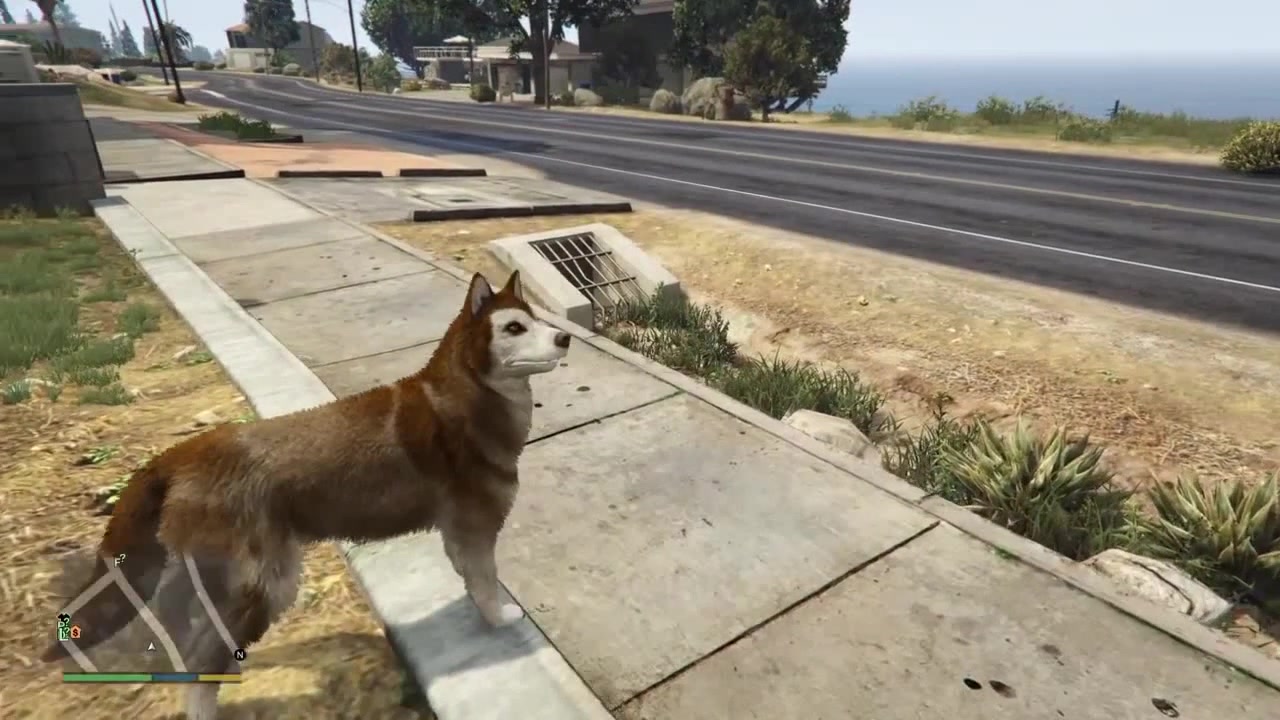 ā How do I Dog - Coub