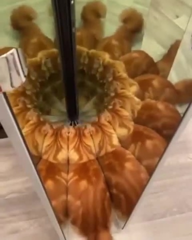 cat'o'scope / michael jackson man in the mirror - Coub