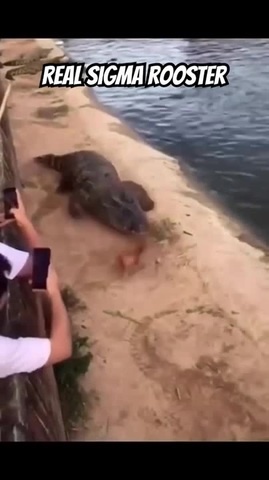 Real sigma rooster - Coub