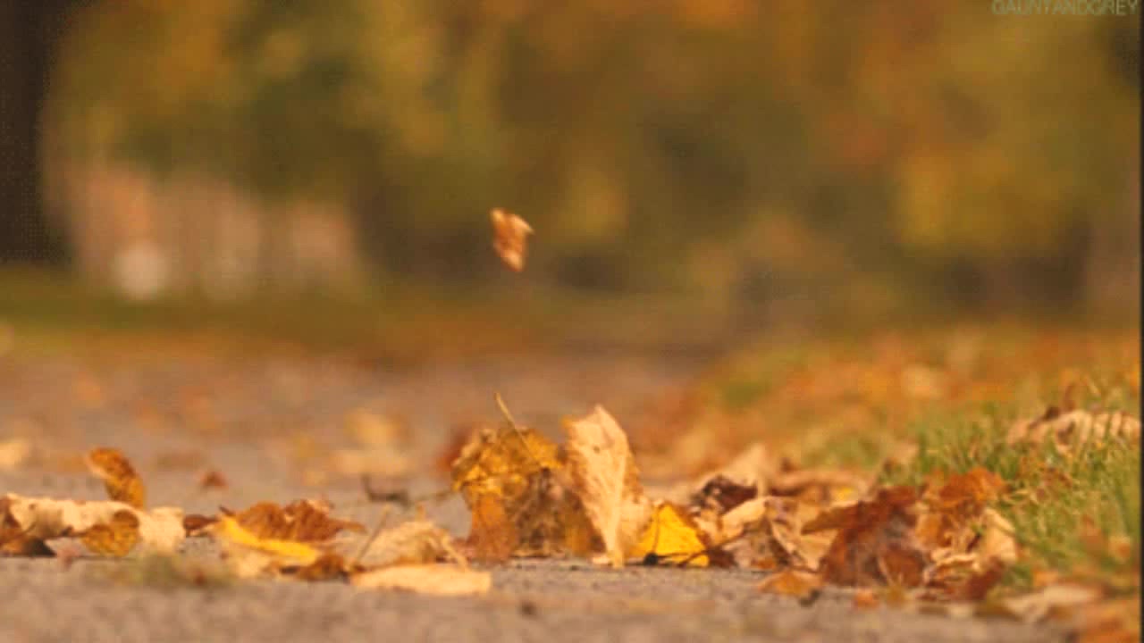 An autumn tale - Coub