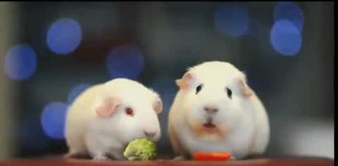 No expression hamster - Coub