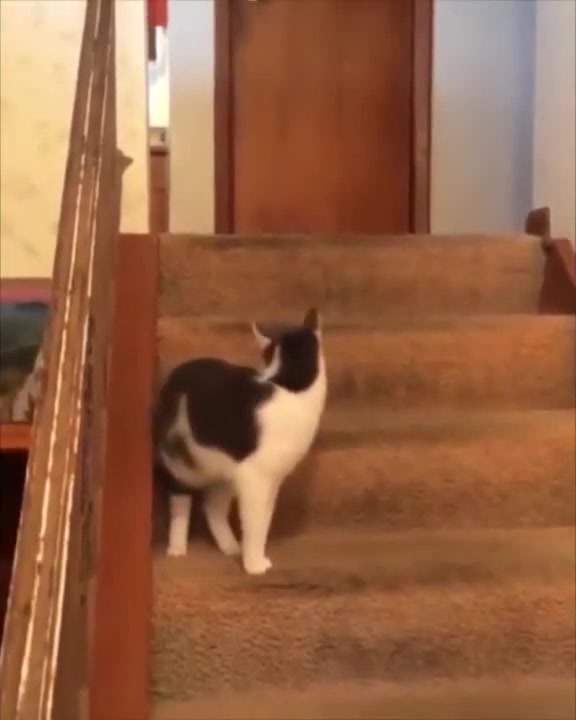 Zooming in the 90s - Coub