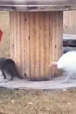 No Time For Caution - Coub