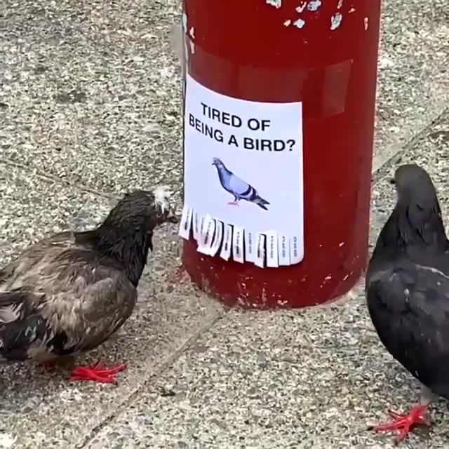Tired of being a bird? - Coub
