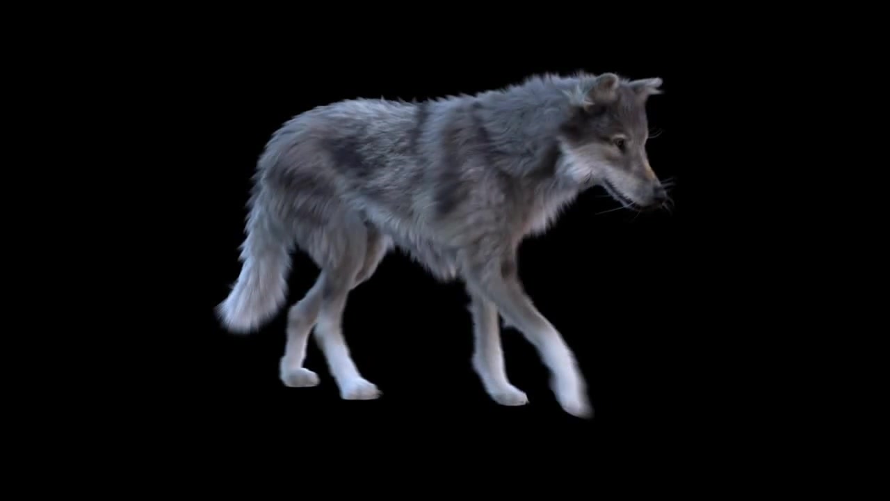 Walking Wolf - Coub