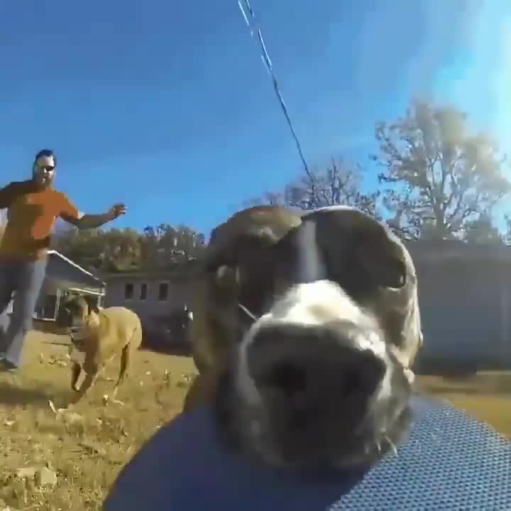 Sabotage! -- Dog Steals GoPro - Coub