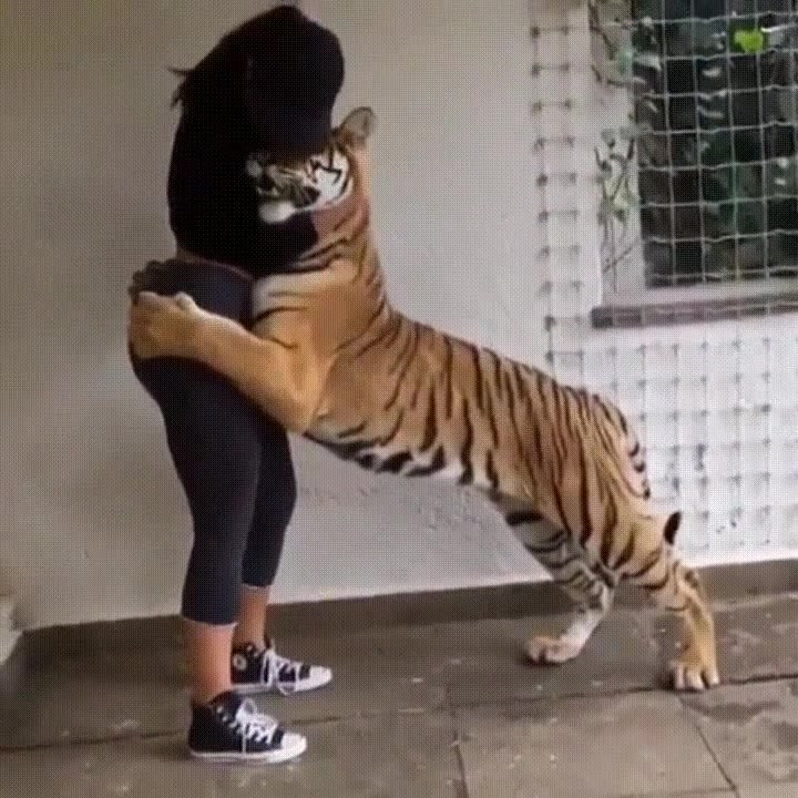 kiss me, tiger! - Coub