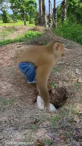 monkey vs rabbit - Coub