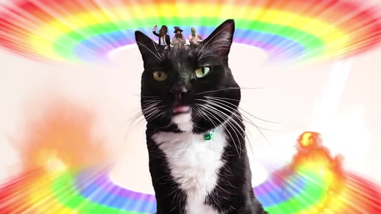 Cat Addiction - Coub