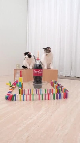 Coke,Cat and Mentos🤣🤣🤣🤣🤣 - Coub