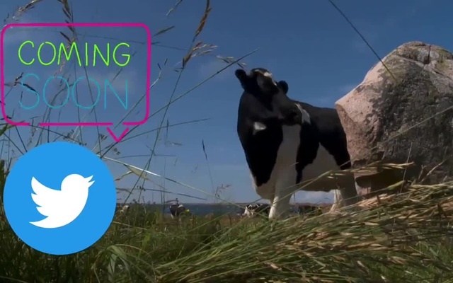 Meet The Moos - Coub