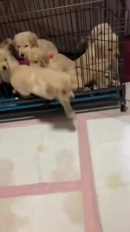 Swarm Attack! - Coub