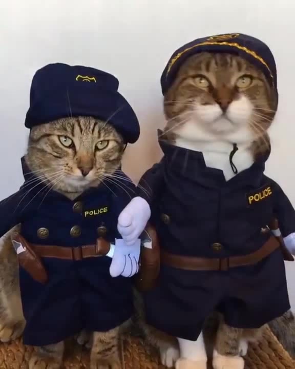Police cats - Coub