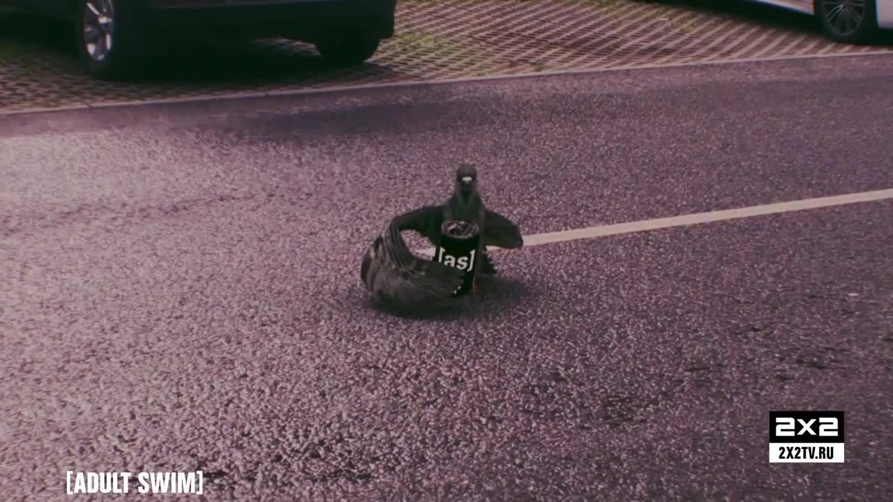 Pigeon — 2x2 (Russia) - Coub