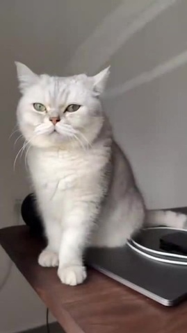 Remember that cool boy 🕶️🐾 - Coub