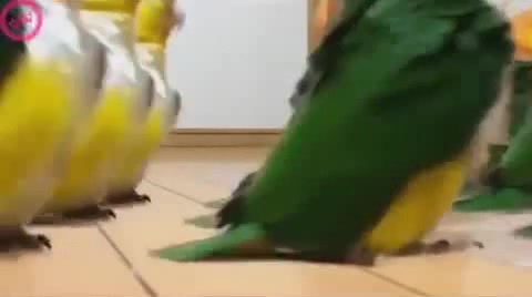 The Bird Reich - Coub