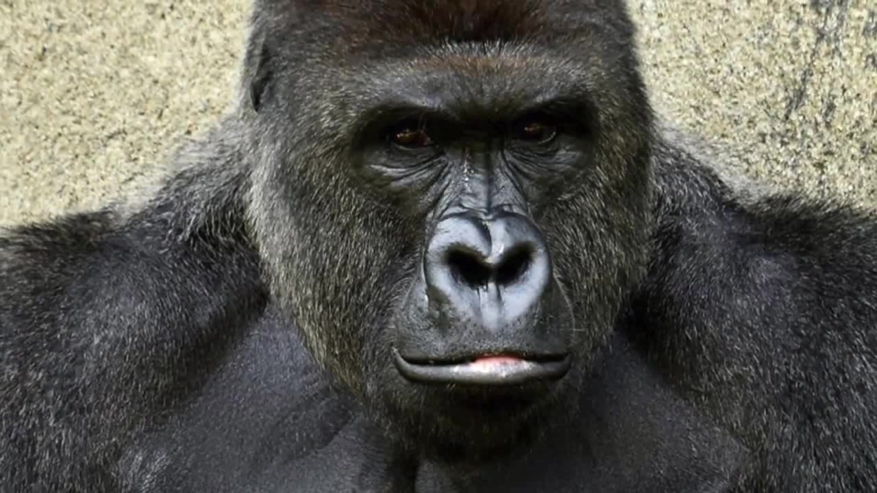 A TRUE FRIEND -- RIP HARAMBE (TRIBUTE SONG) - Coub