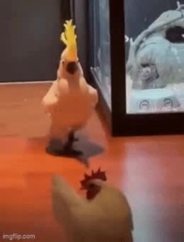 a parrot flirts with a chicken. - Coub