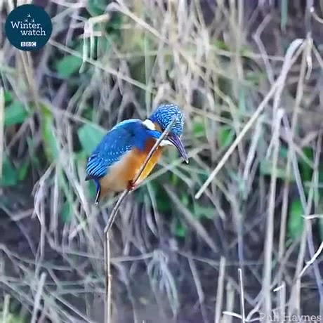 Птица гироскоп || Bird gyro - Coub