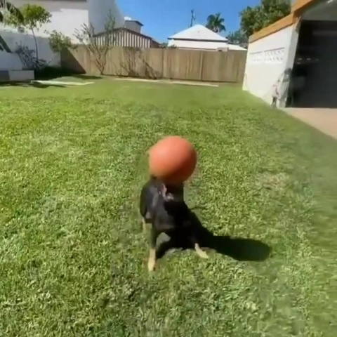 doggo skills - Coub