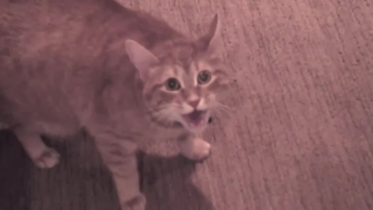 Cat experiences a mental breakdown - Coub
