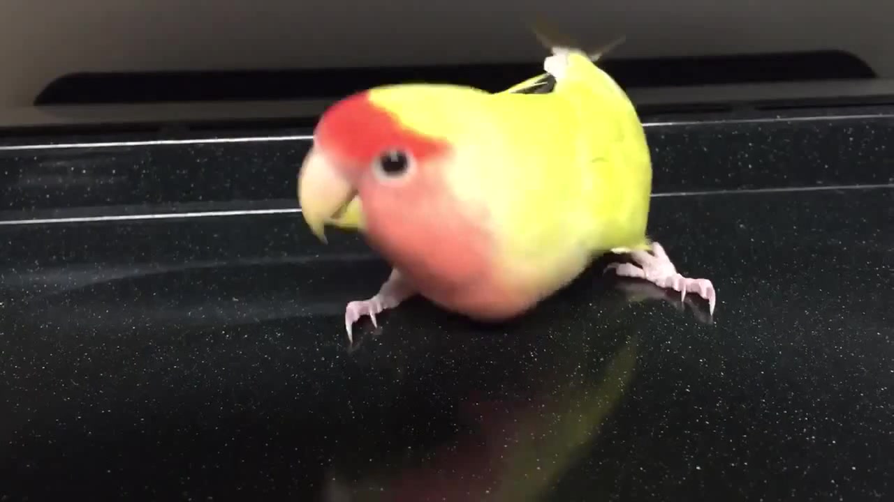 Parrot likes Grindcore - Coub