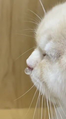 #cats #catsofinstagram #catlovers #cats_of_world #ilovecats #kitty #meow #catlife - Coub