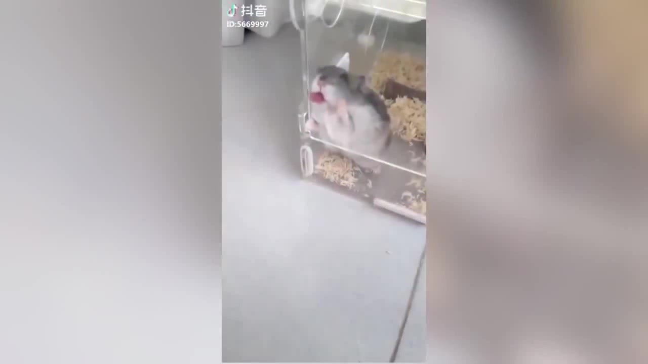 Funny Hamsters Videos Compilation #2 | Cute And Funniest Hamster - Coub