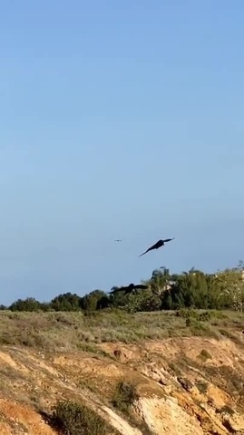 Ravens mate for life, this dancing pair show how well they know each ...
