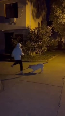 Great Good Boy Bobik - Coub