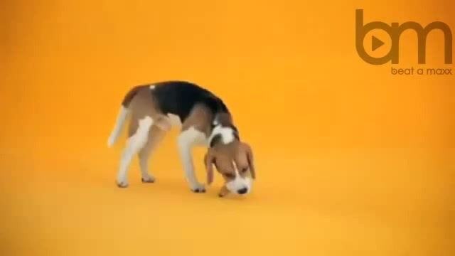 Skrillex's Dubstep Dog - Coub