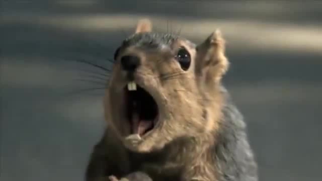 bridgestone scream - Coub