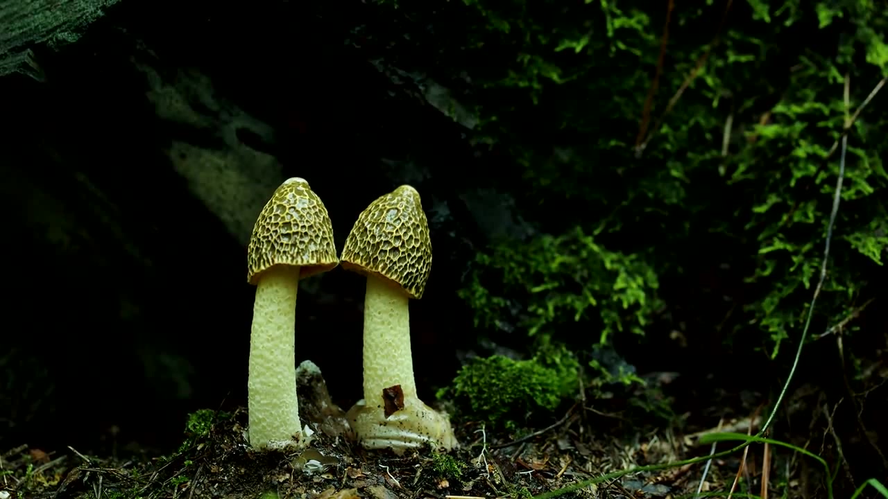 Macro Timelapse Mushroom Mantle Yellow Gabion Mushroom Mushroom - Coub