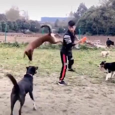 Dog training. (Kung Fu Fighting) - Coub