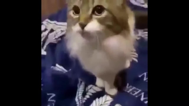 Breakcore cat - Coub