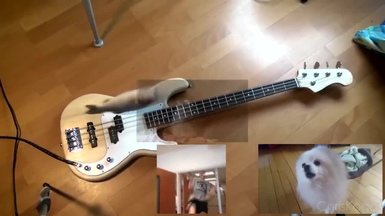 Feel Dank Trump - Coub