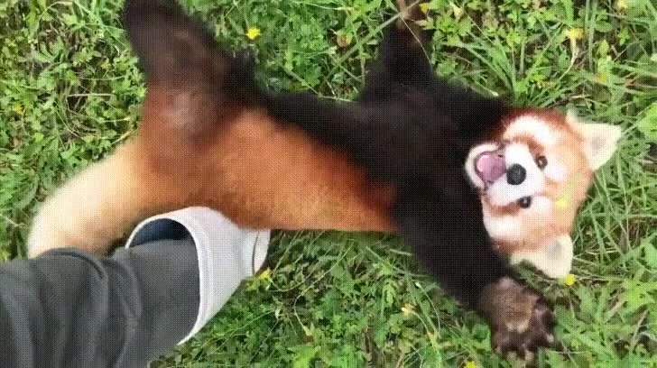 Panda Thunder 2 - 100th coub!!! - Coub