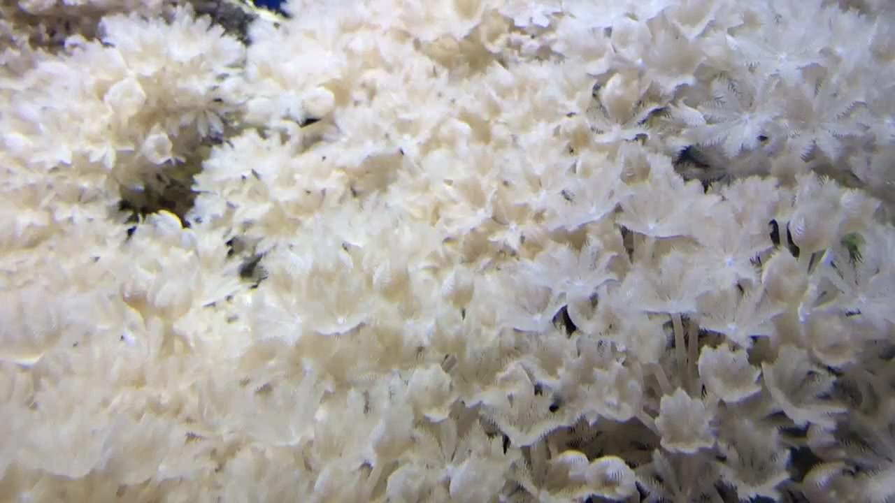 Snowflakes Clapping Hands Underwater - Coub