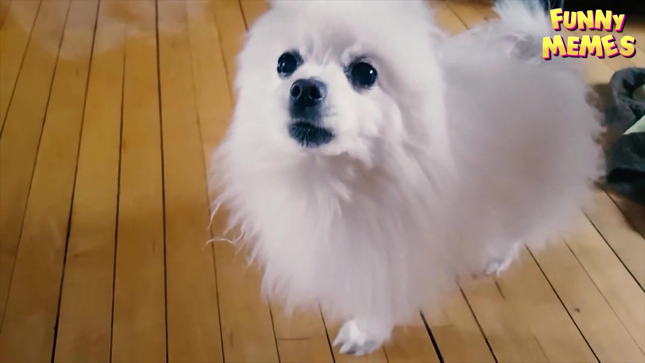 Gabe Dog Nice Meme - Coub